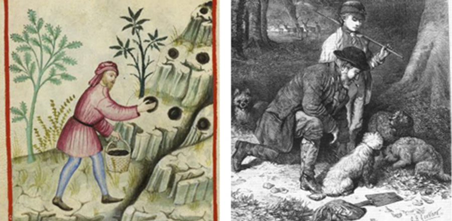 The History of Truffles – TruffleAroma.com